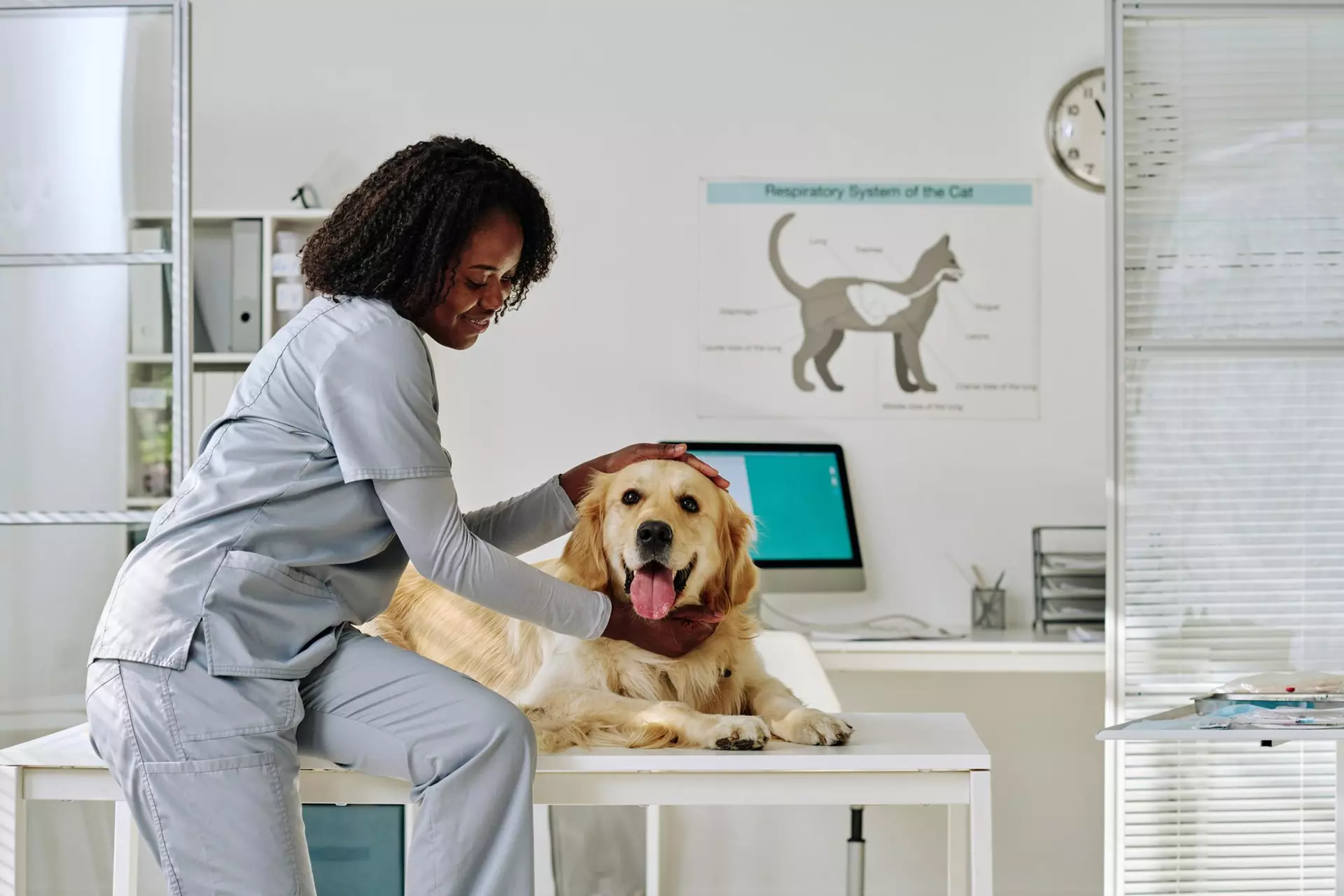 Summit’s Mobile Services in Sacramento, CA | Summit Veterinary ...